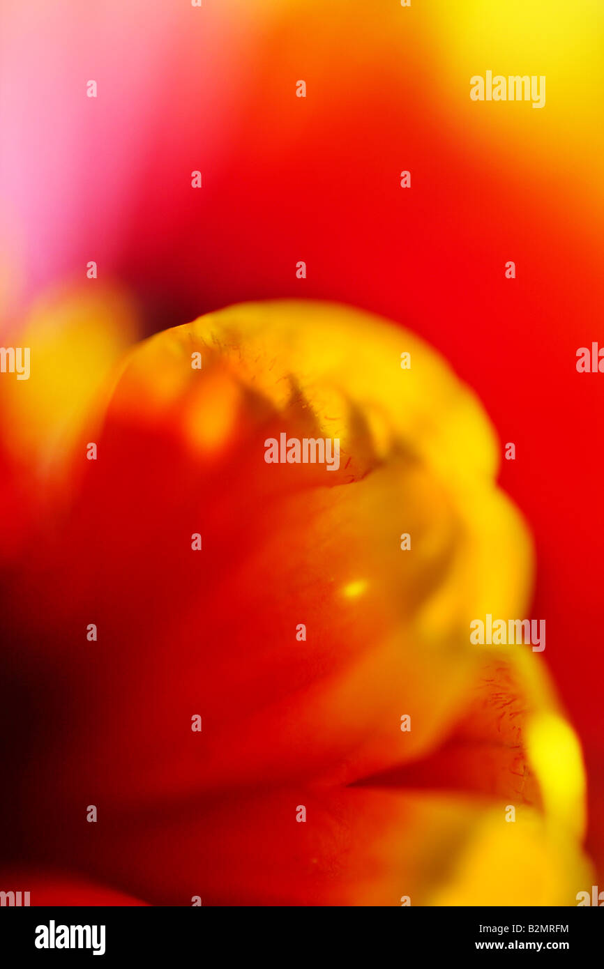 stunning vibrant gaillardia flower shallow depth of field Stock Photo ...