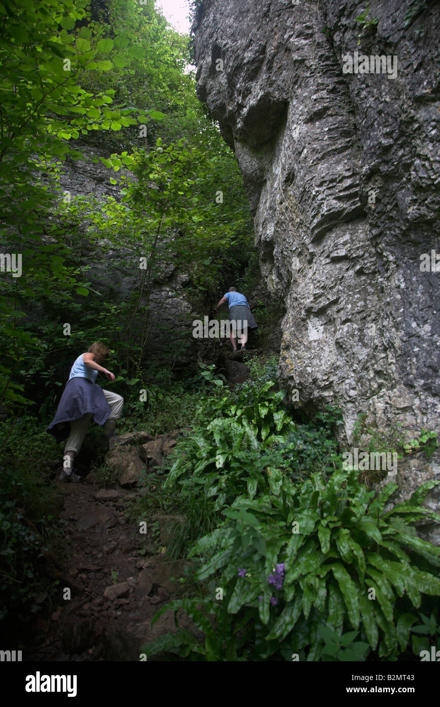 Ebbor gorge, Mendip Hills, Somerset, England Stock Photo - Alamy