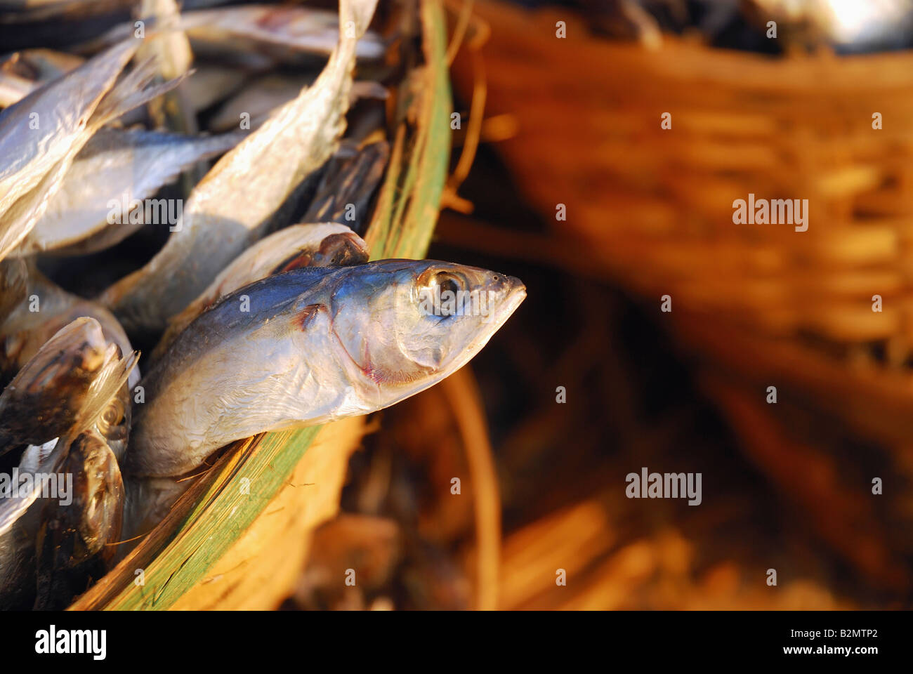 Dry Fish at Colva beach, Goa, India Stock Photo - Alamy