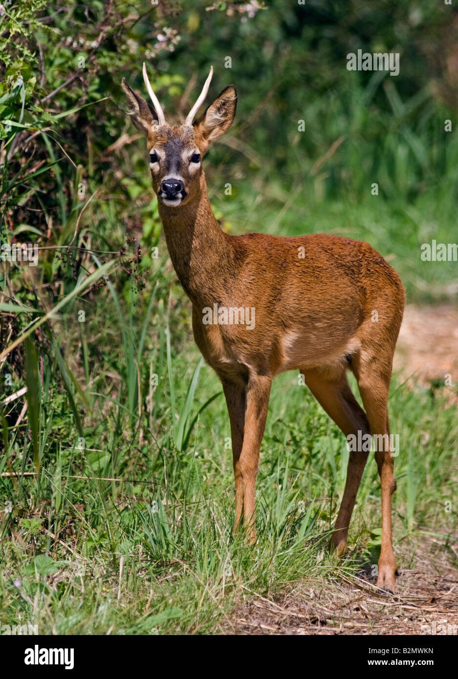 Roe Deer Stag (Capreolus capreolus), Hampshire, England Stock Photo - Alamy