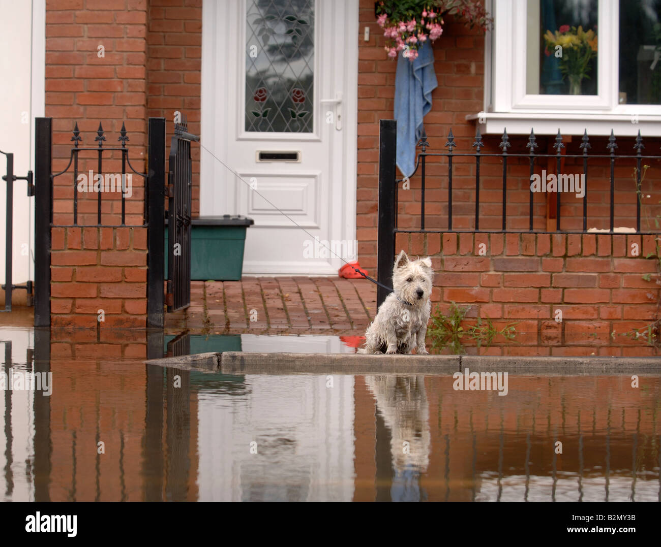 Pet damage hi-res stock photography and images - Alamy