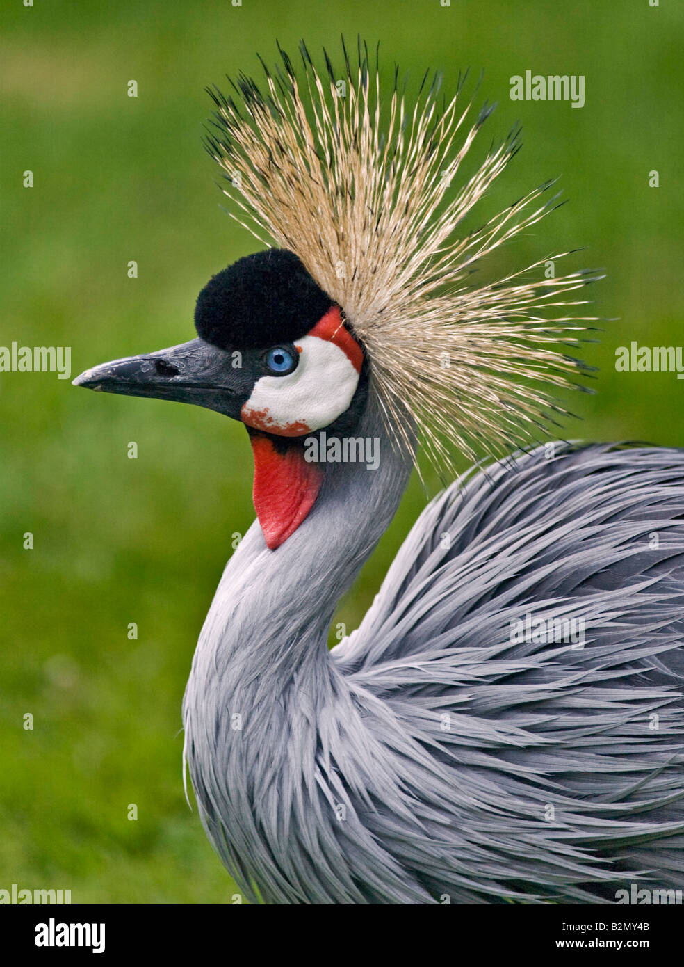 Krys bailey crowned crane hi-res stock photography and images - Alamy