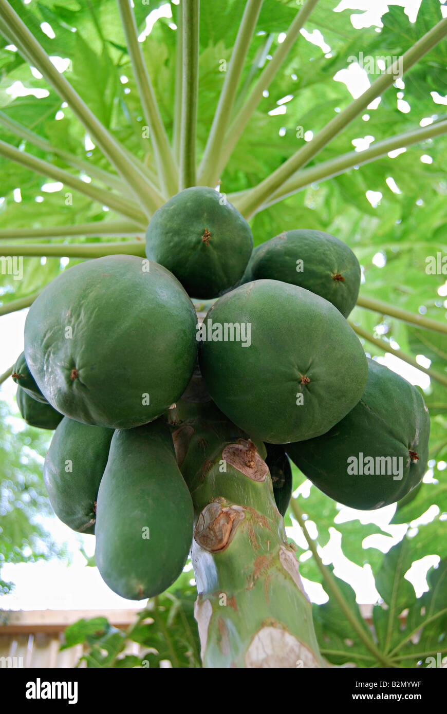 Carib hi-res stock photography and images - Alamy