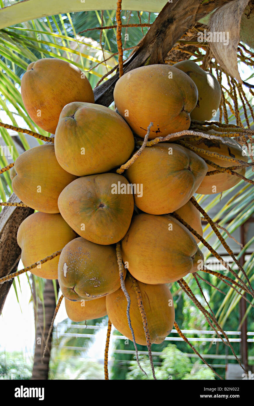 Hanging bunch of coconuts at Satara, Maharashatra, India Stock Photo ...
