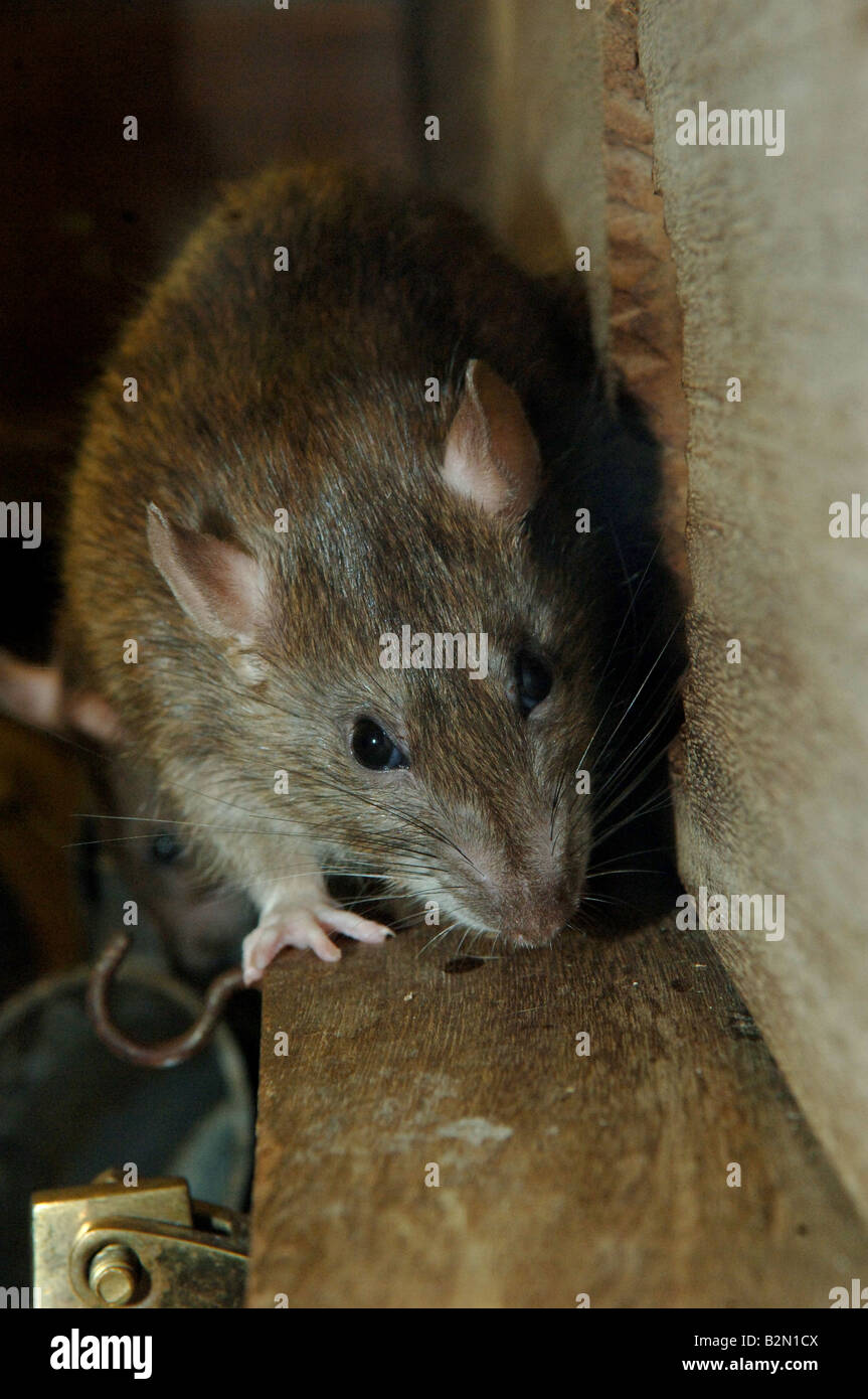 Rat; hi-res stock photography and images - Alamy