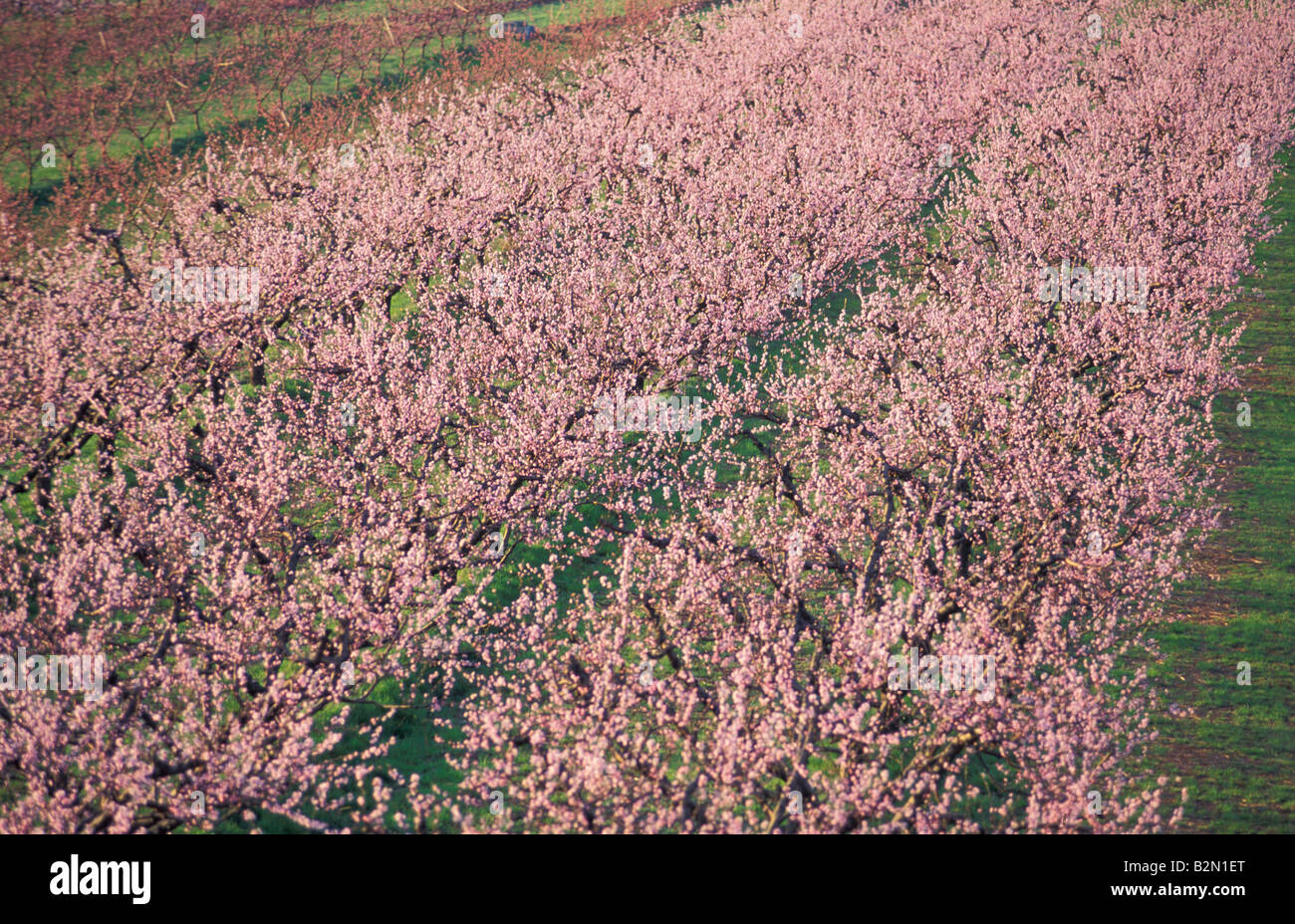 Sona hi-res stock photography and images - Alamy