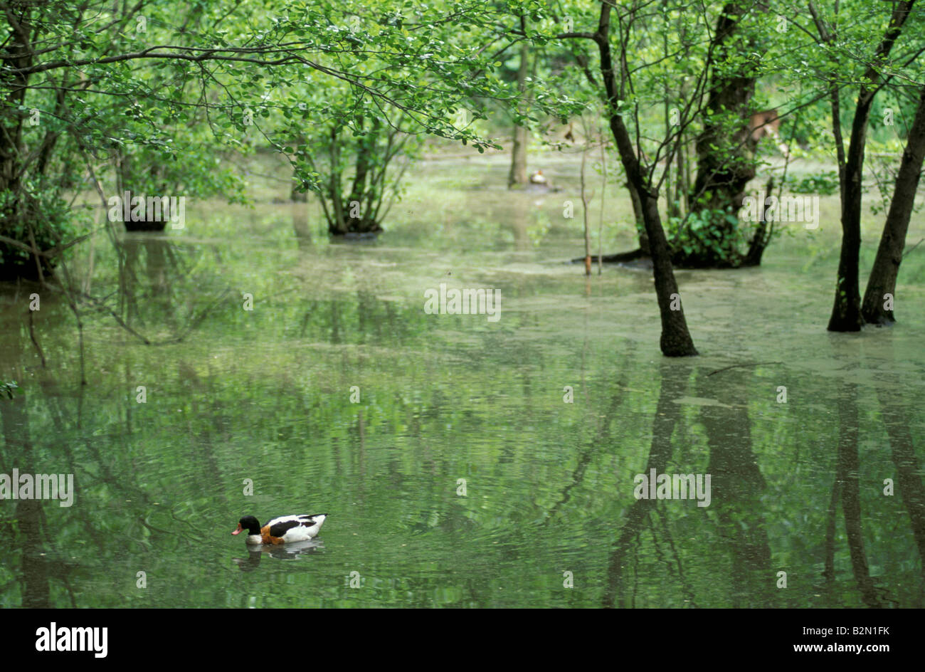 little lake and marsh, torbiera natural park, Italy Stock Photo - Alamy