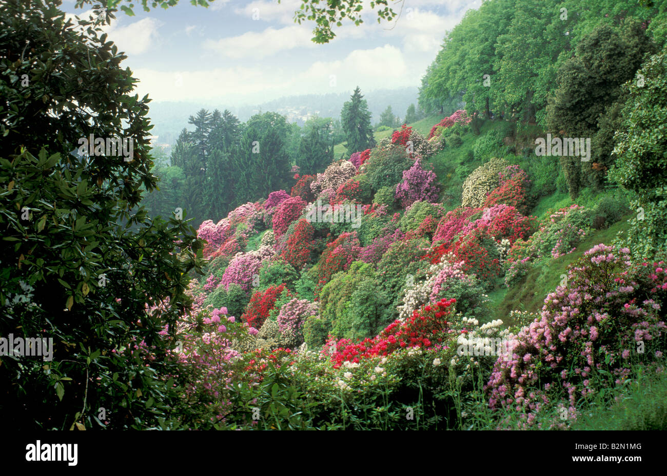 burcina park: azalea flowers, biella, Italy Stock Photo - Alamy