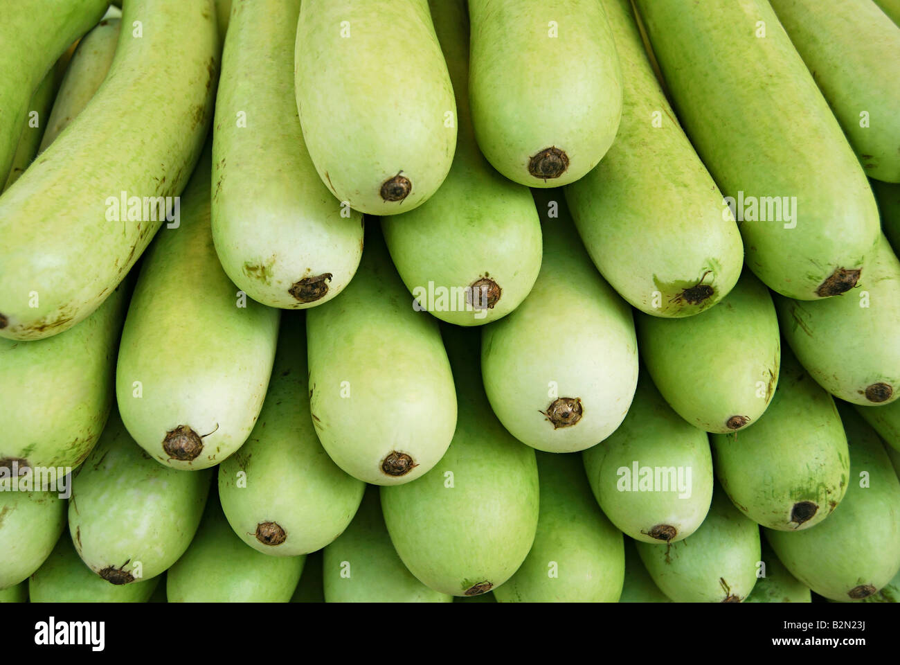 Bottle Gourd (Lagenaria siceraria). Also known as: edible bottle gourd ...