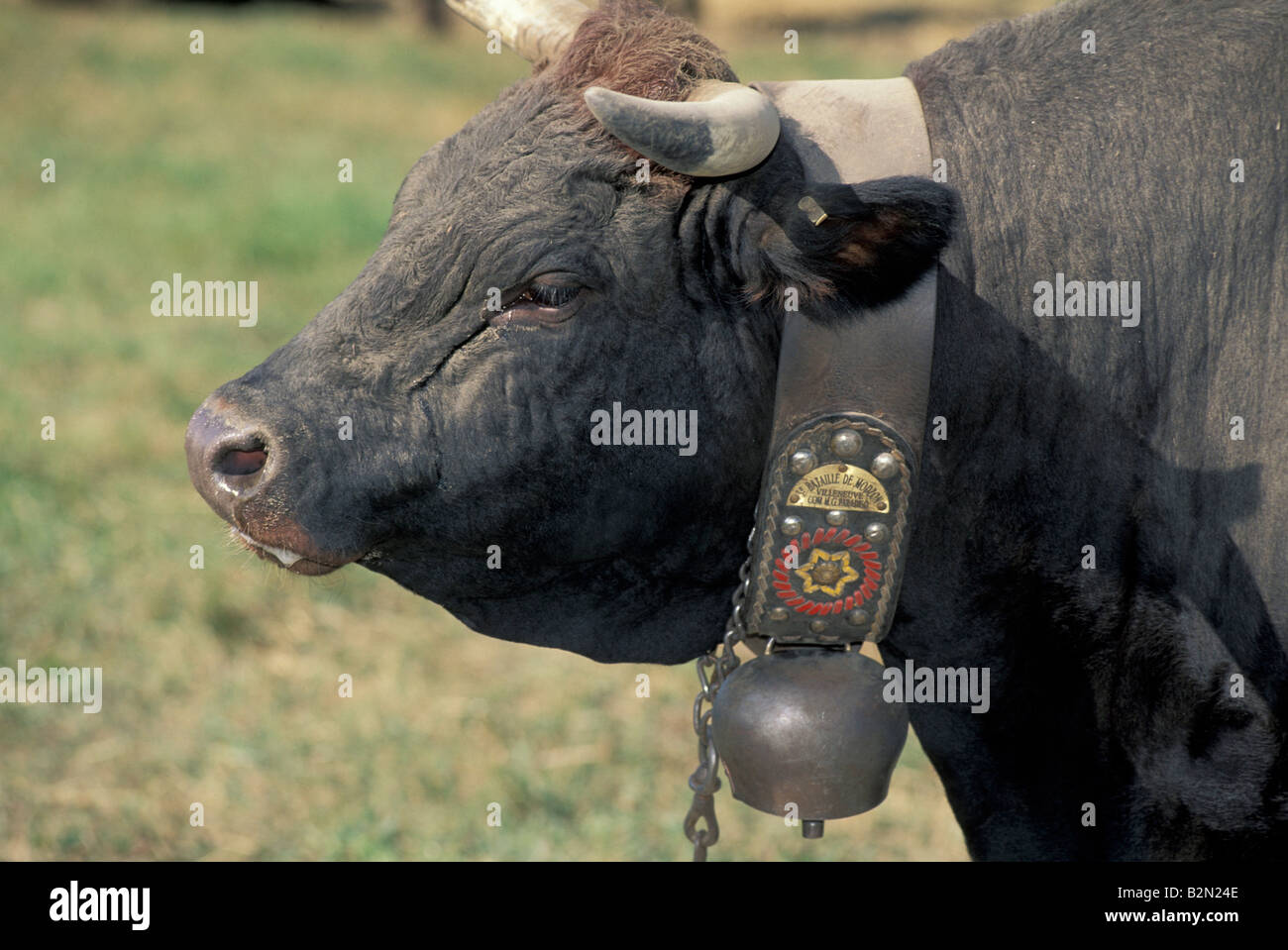 Battle cattle hi-res stock photography and images - Alamy