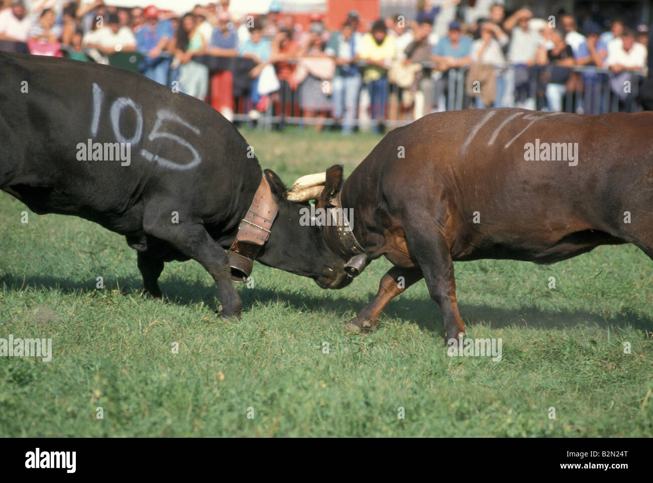 cowes battle, nus, Italy Stock Photo - Alamy