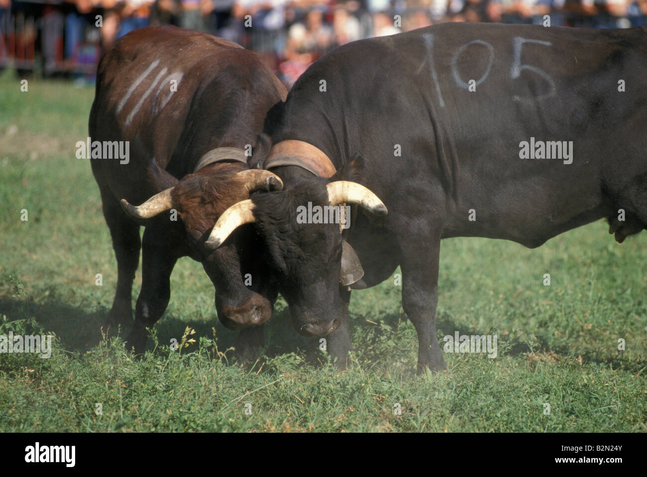 cowes battle, nus, Italy Stock Photo - Alamy