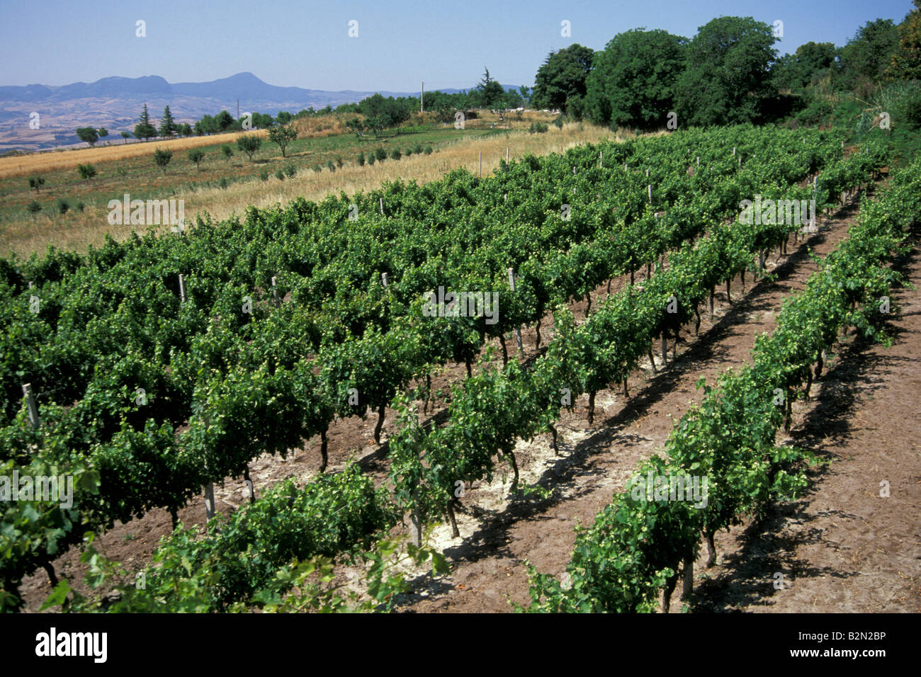 aglianico vineyards, rionero in vulture, Italy Stock Photo - Alamy