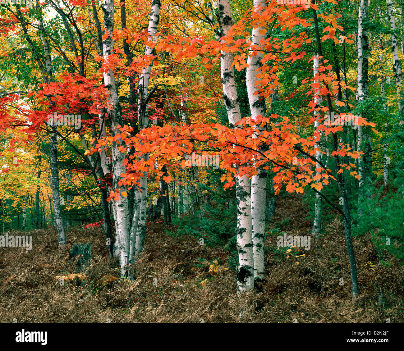 White Birch Betula papyrifera and Red Maple Acer rubrum trees in autumn ...