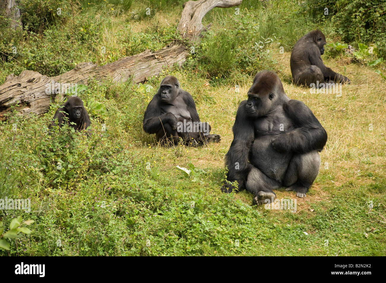 Gorilla family hi-res stock photography and images - Alamy