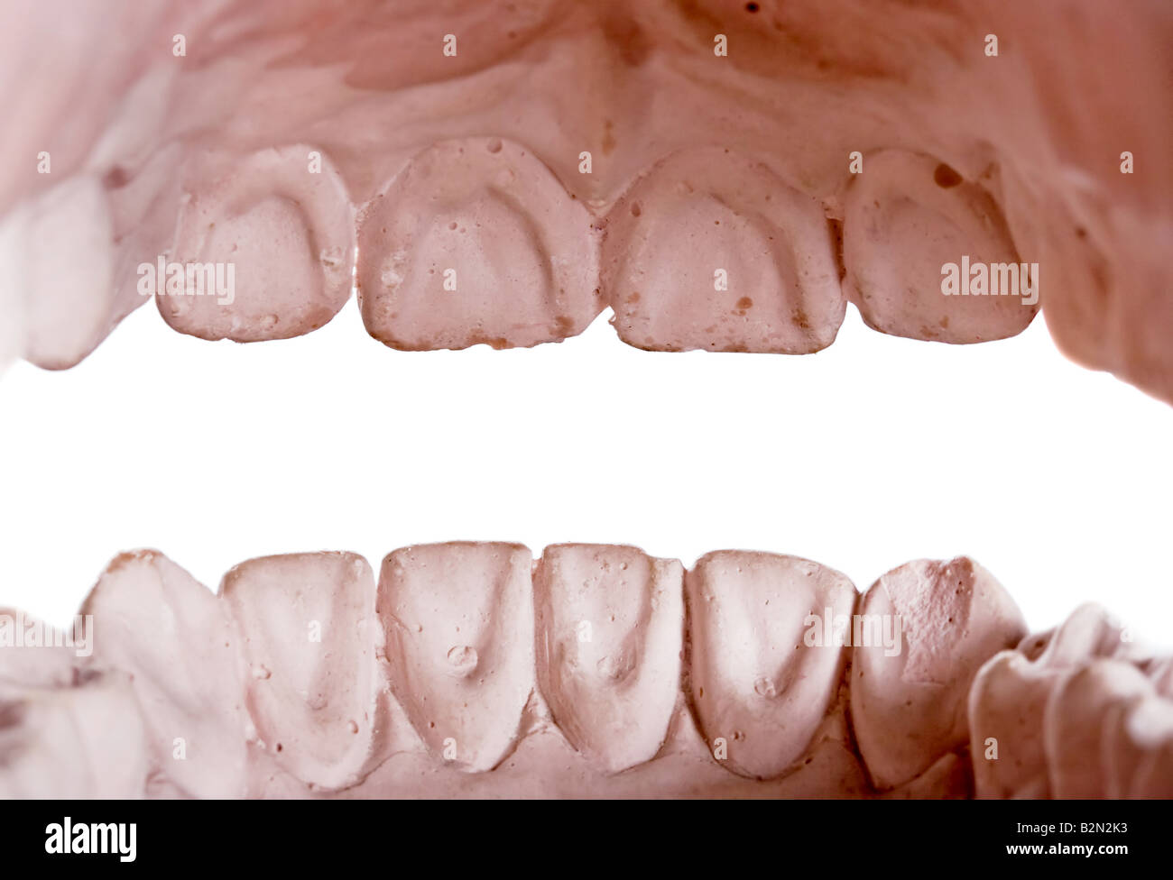 gypsum model of a human teeth on white background Stock Photo - Alamy