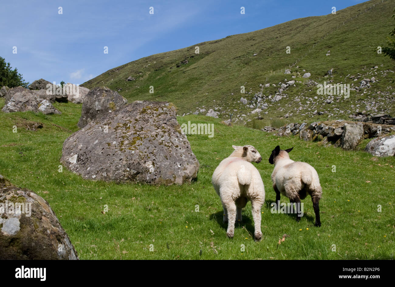 Two sheep in a scenic Irish landscape Stock Photo - Alamy