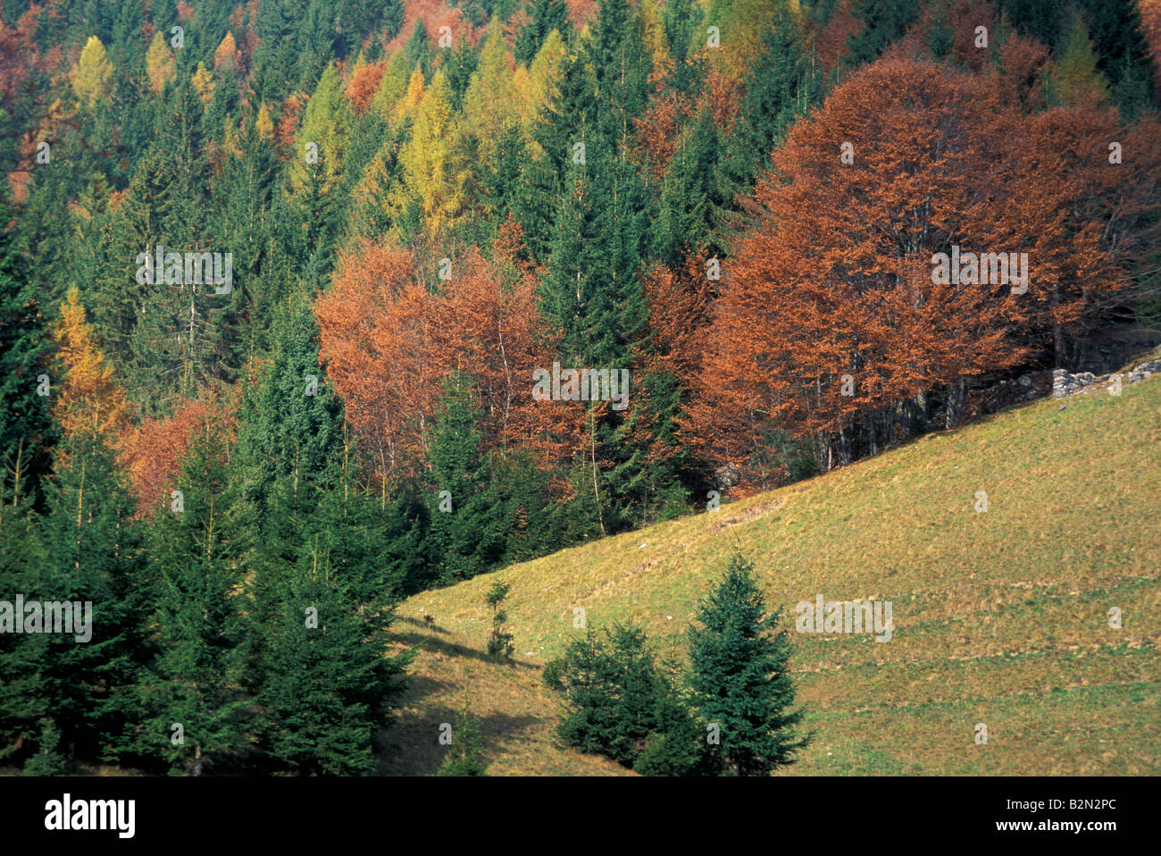 autumn mixed wood, scalve valley colere, Italy Stock Photo - Alamy