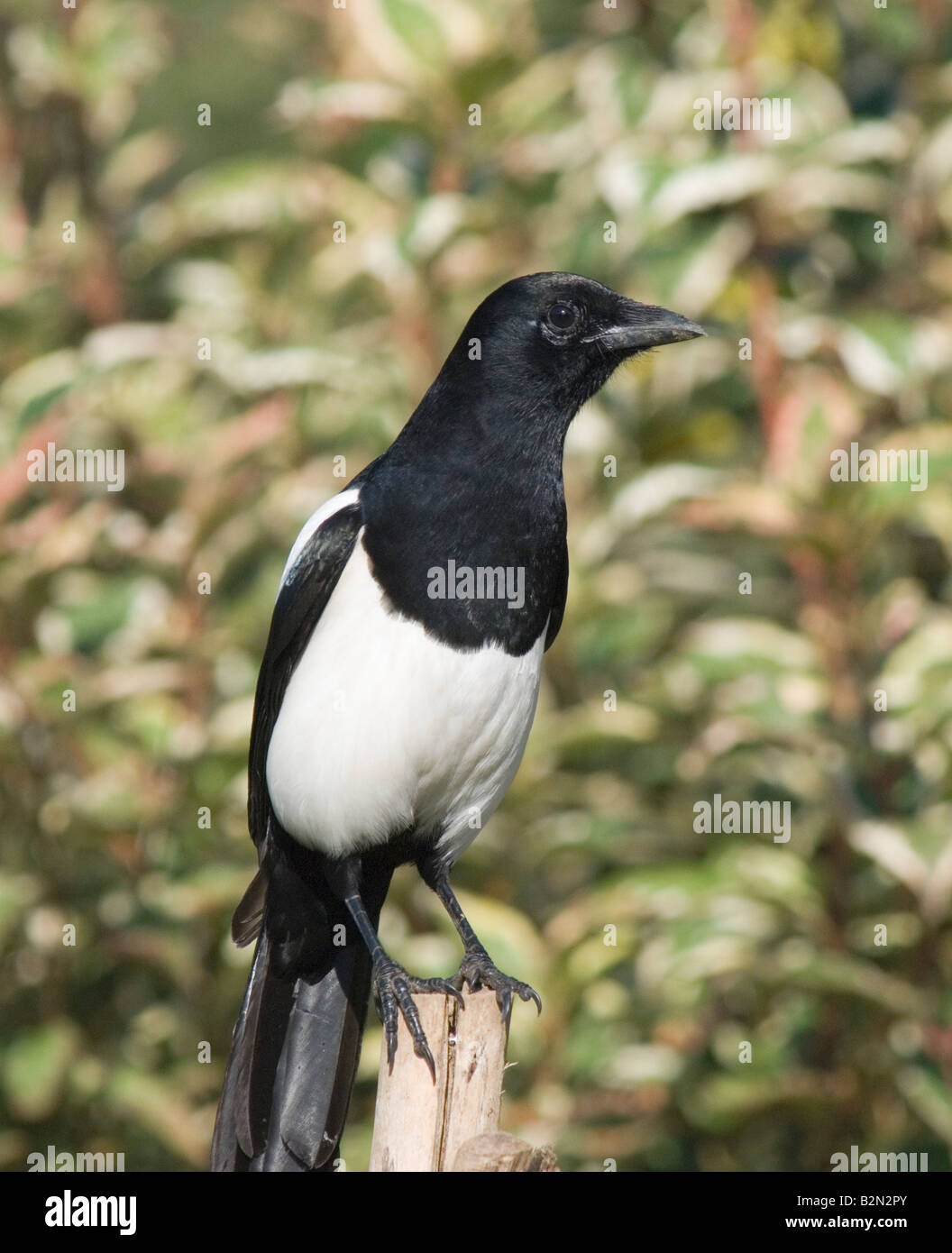 Magpie photographed in my South Wales back garden Stock Photo - Alamy