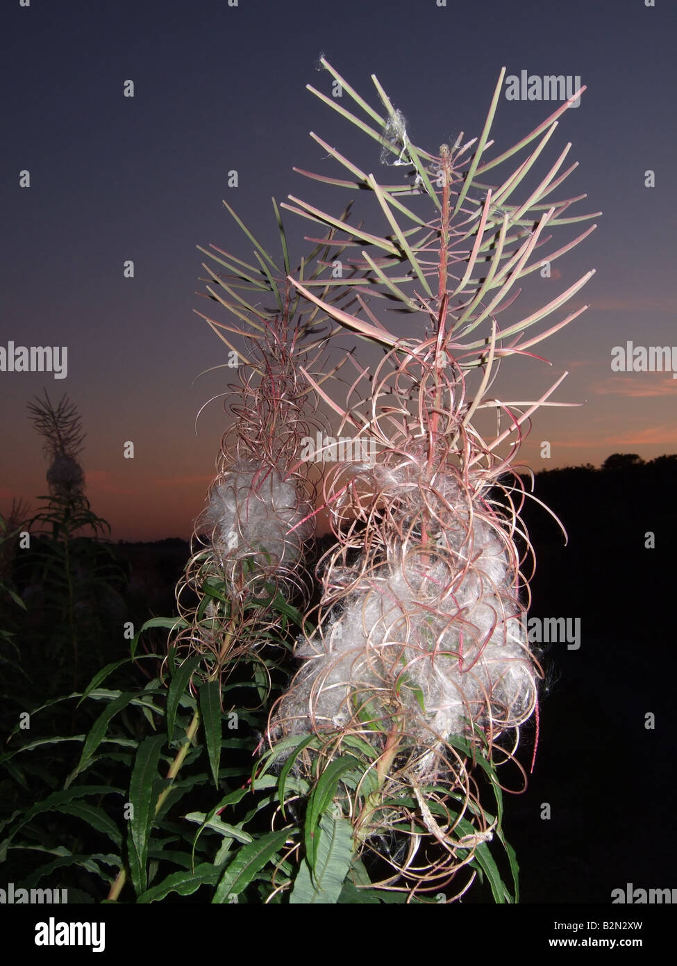 Curly seed pods hi-res stock photography and images - Alamy