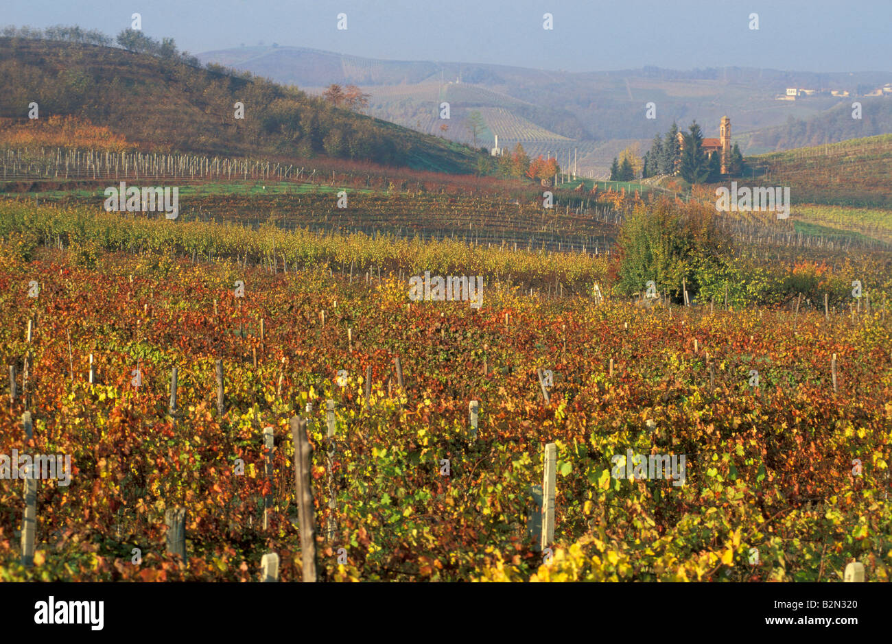 vineyards, govone, Italy Stock Photo - Alamy