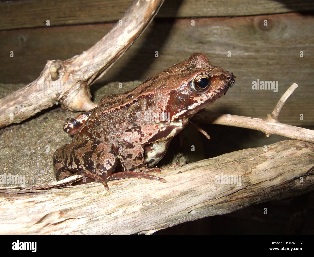 Common British frog resting on a branch by a fence in a garden Stock ...