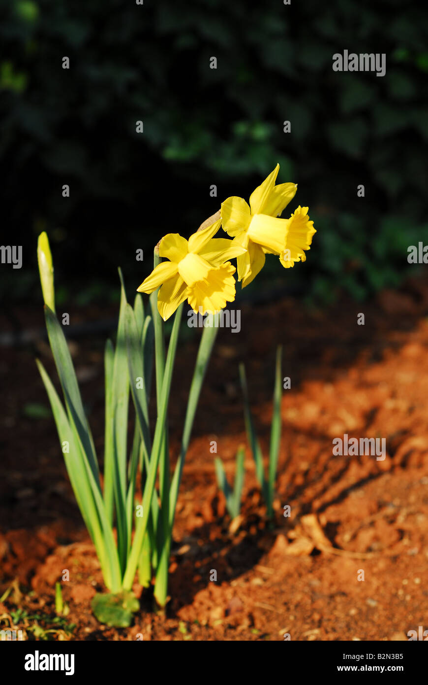Two Yellow Daffodil flowers in Garden Stock Photo - Alamy
