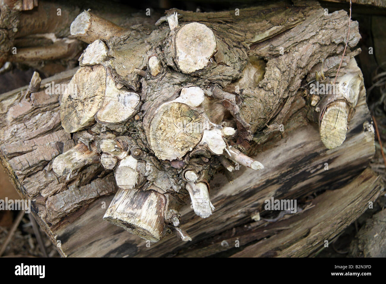 Cut branches make a pattern on a log Stock Photo - Alamy