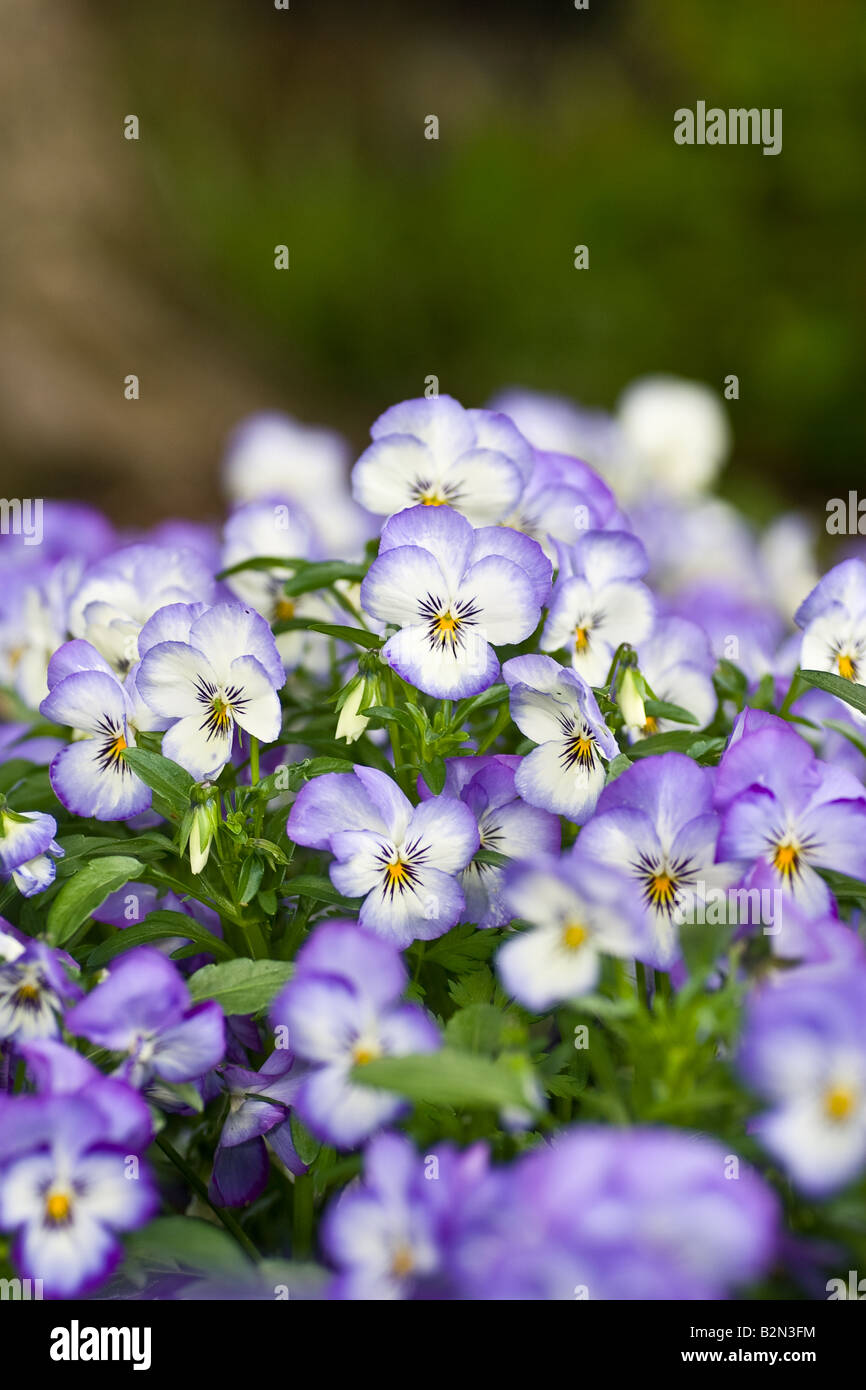 Viola 'Magnifico' (Viola) Pansy Stock Photo - Alamy