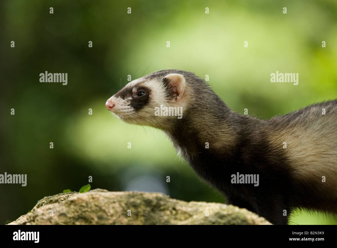 Profile portrait of a single, male domestic ferret on a rock in ...