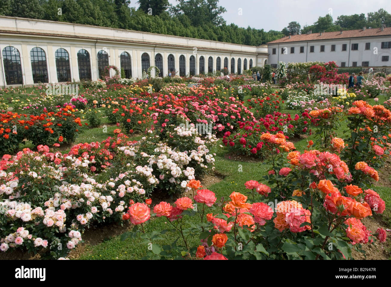 rose garden of royal palace, monza, Italy Stock Photo - Alamy