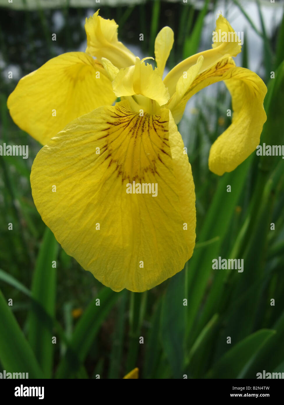 Yellow iris pseudacorus in Sarratt pond Stock Photo - Alamy
