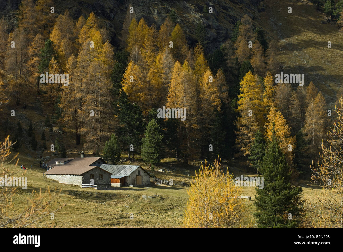 mihed wood and farmhouses, roseg valley, switzerland Stock Photo - Alamy