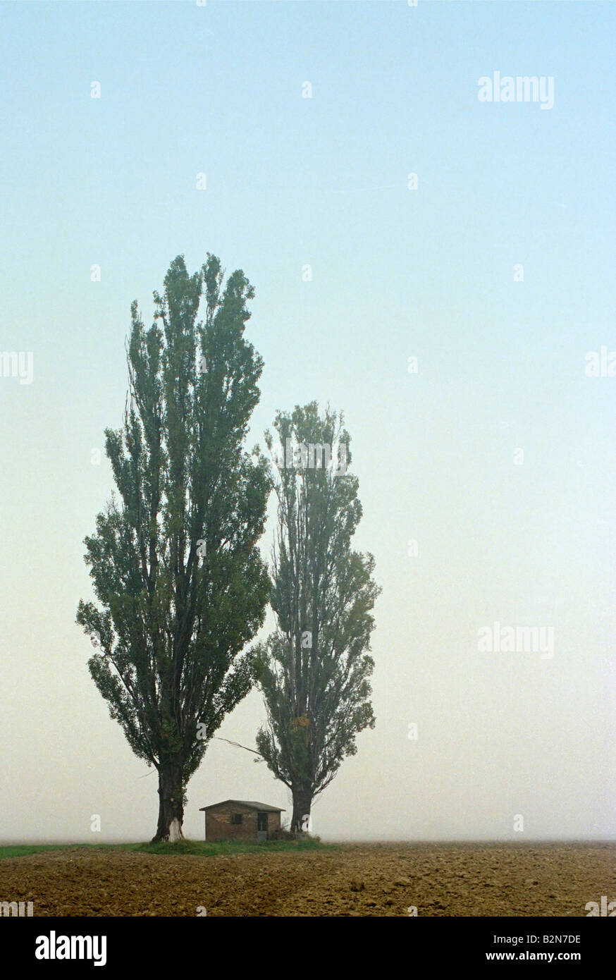 Lombardy italy poplar trees hi-res stock photography and images - Alamy