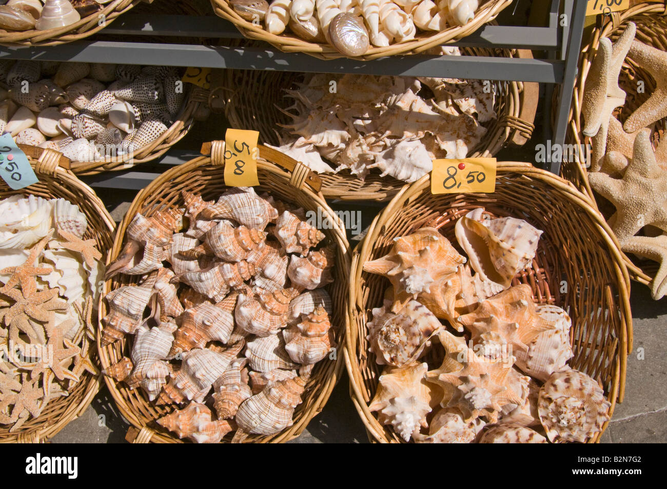 Seashells for sale hi-res stock photography and images - Alamy