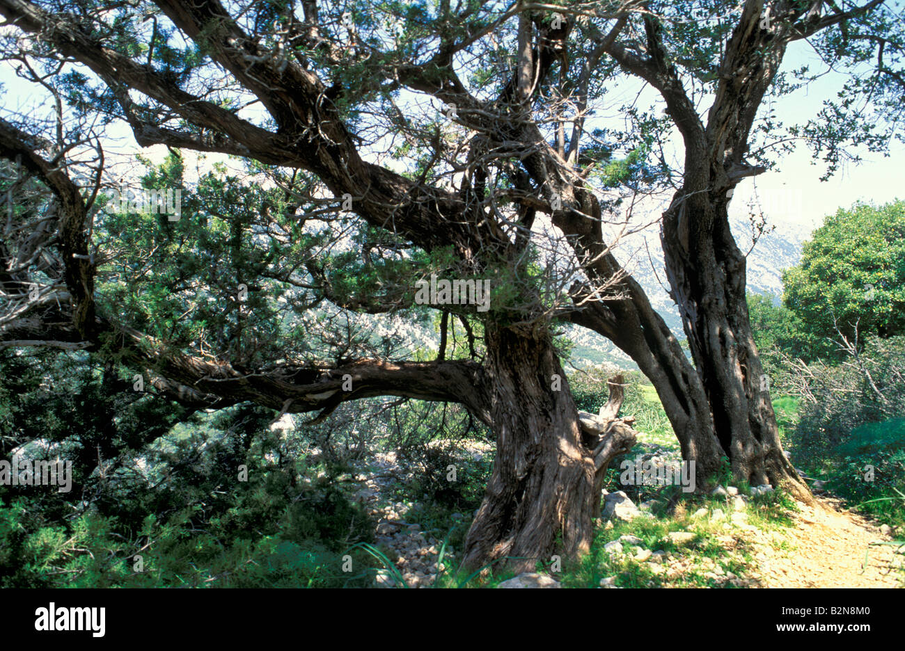 juniperus phoenicea, supramonte, italy Stock Photo - Alamy