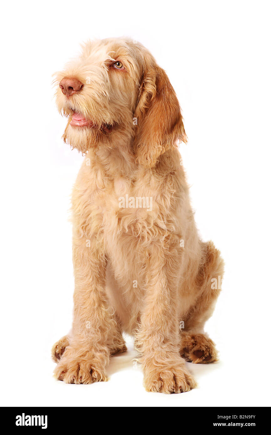 Spinone italiano dog Cut Out Stock Images & Pictures - Alamy
