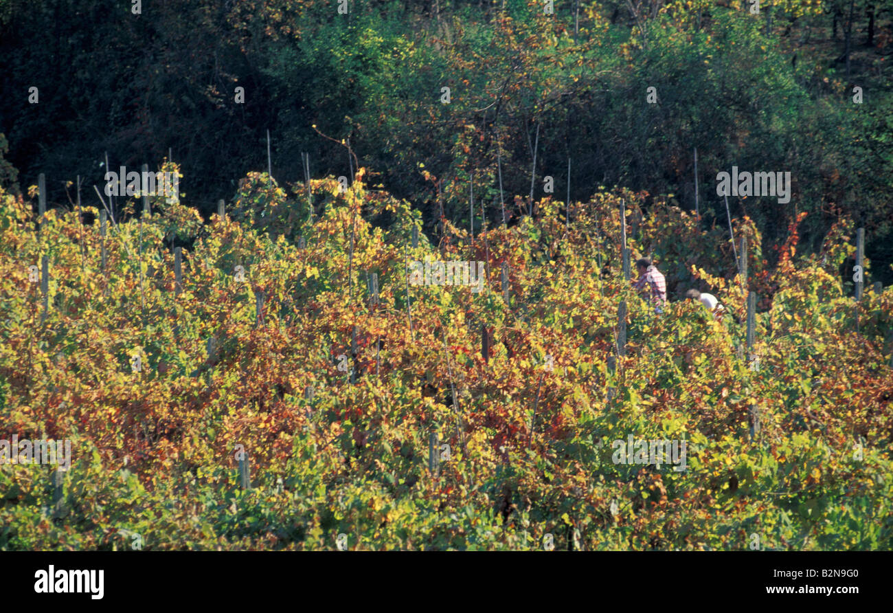 Catone rome hi-res stock photography and images - Alamy