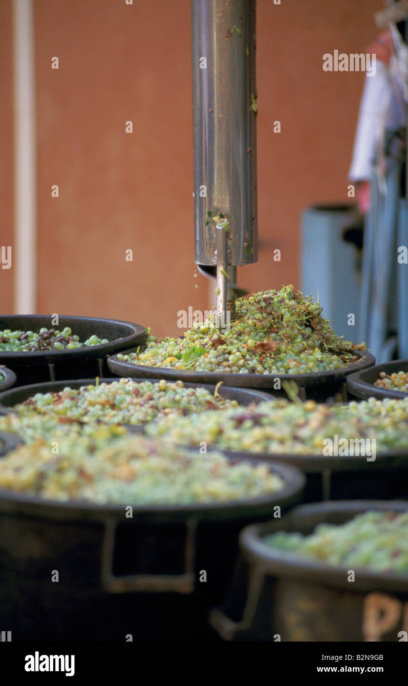 Colli albani grapes hi-res stock photography and images - Alamy