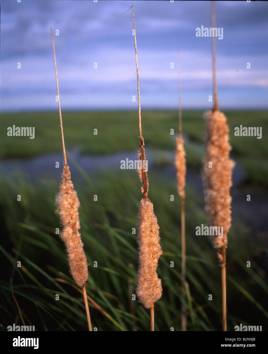 reed bed bullrushes Stock Photo - Alamy