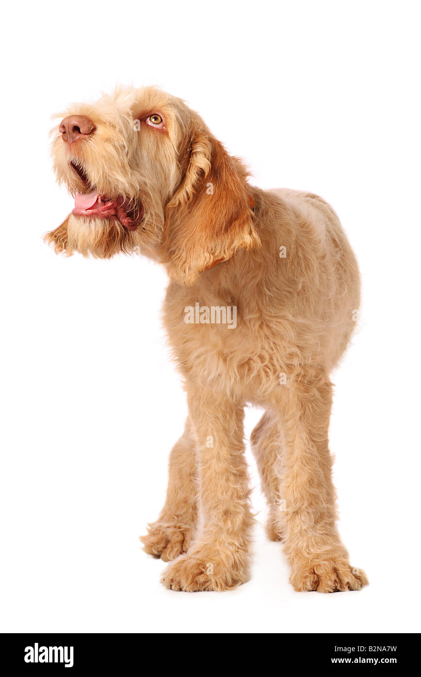 Funny humorous cute silly adorable hi-res stock photography and images ...