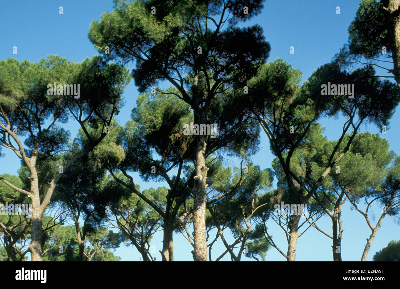 Villa borghese pine trees hi-res stock photography and images - Alamy