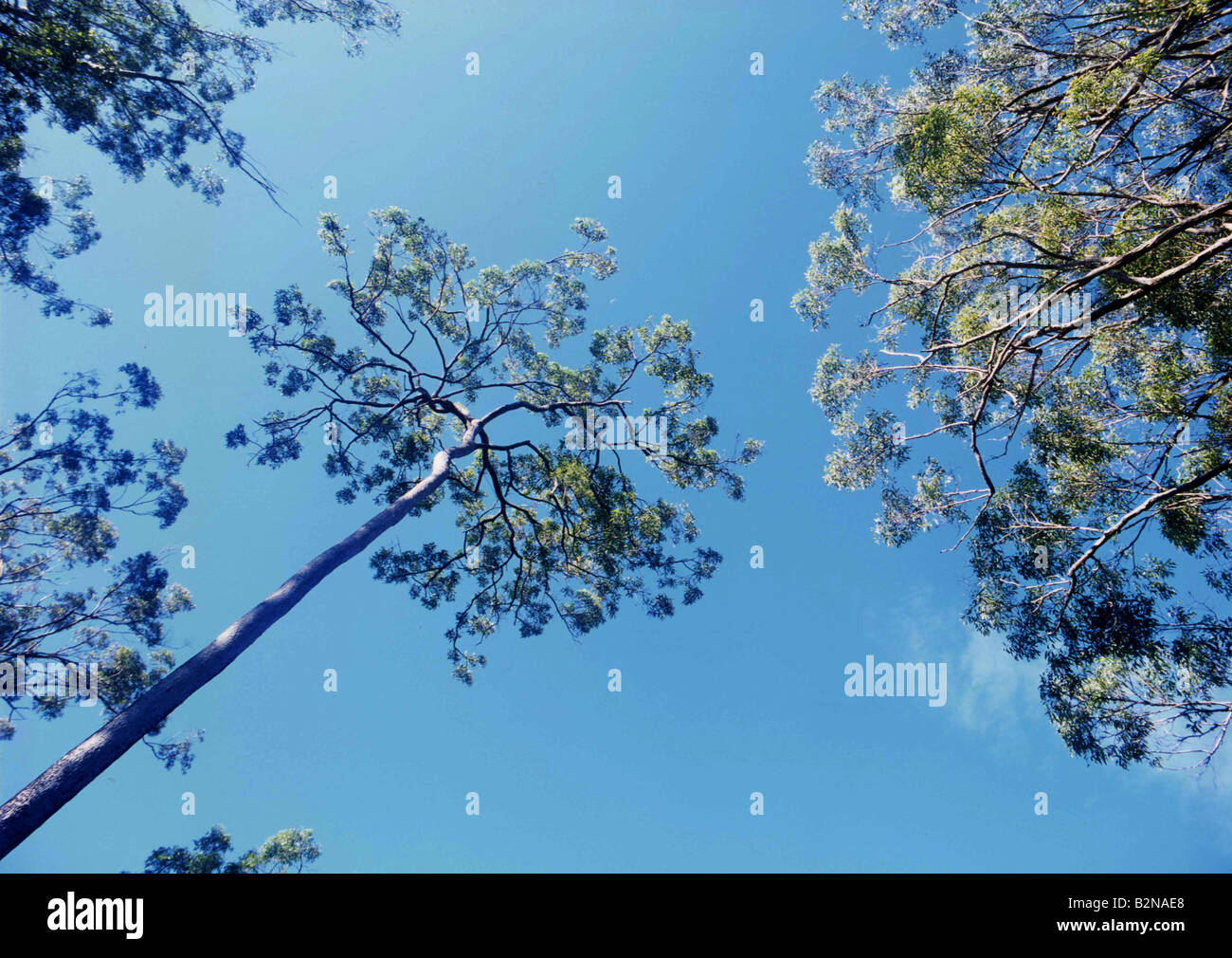 Gun trees hi-res stock photography and images - Alamy