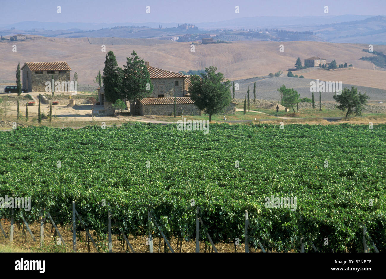brunello vineyards, montalcino, italy Stock Photo - Alamy