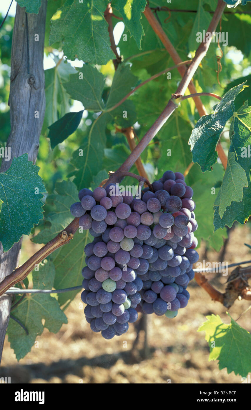bunches of brunello wine, montalcino, italy Stock Photo - Alamy