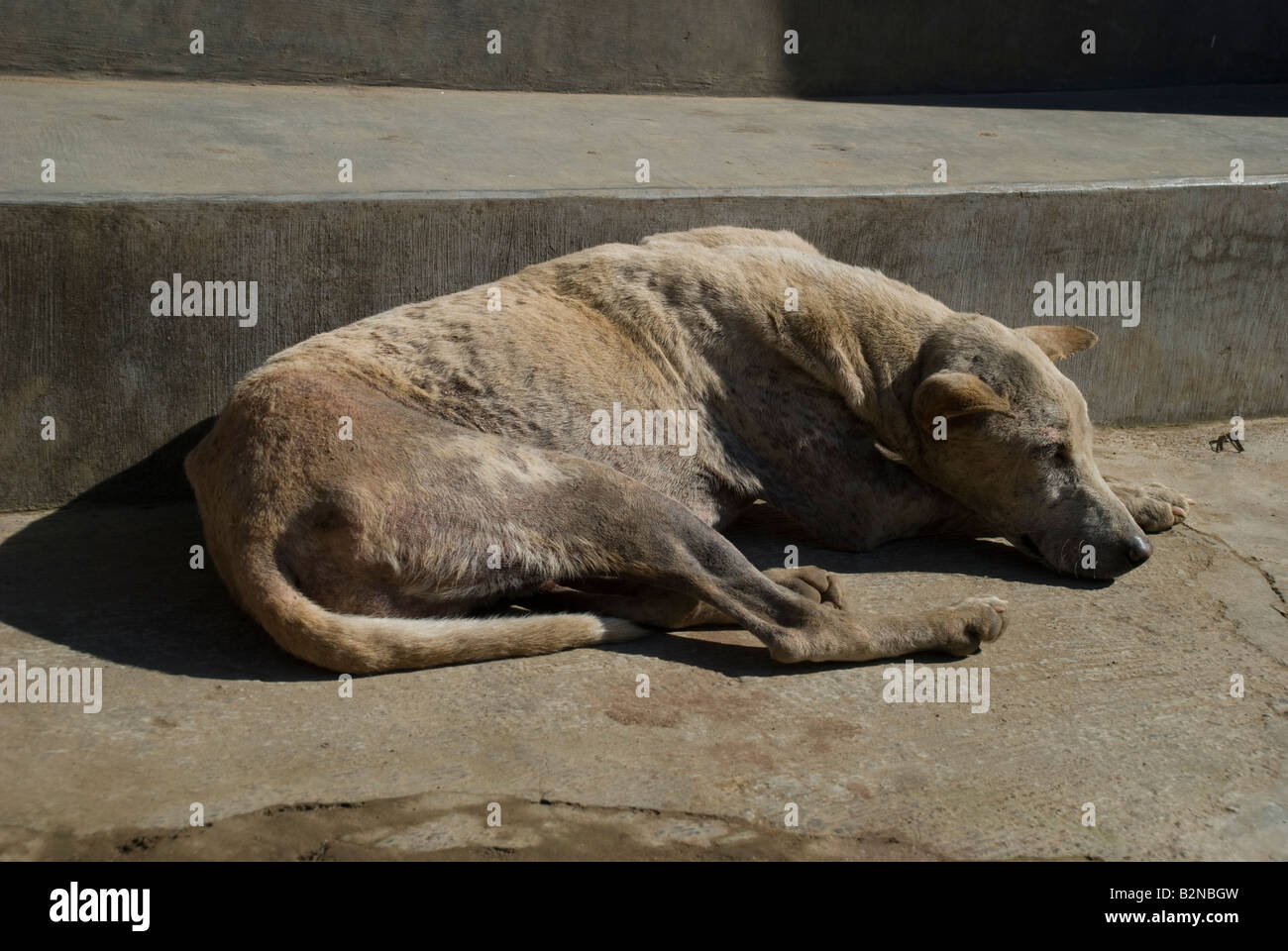 bali indonesia ubud dog skinny thin hungry old weathered flea tired ...