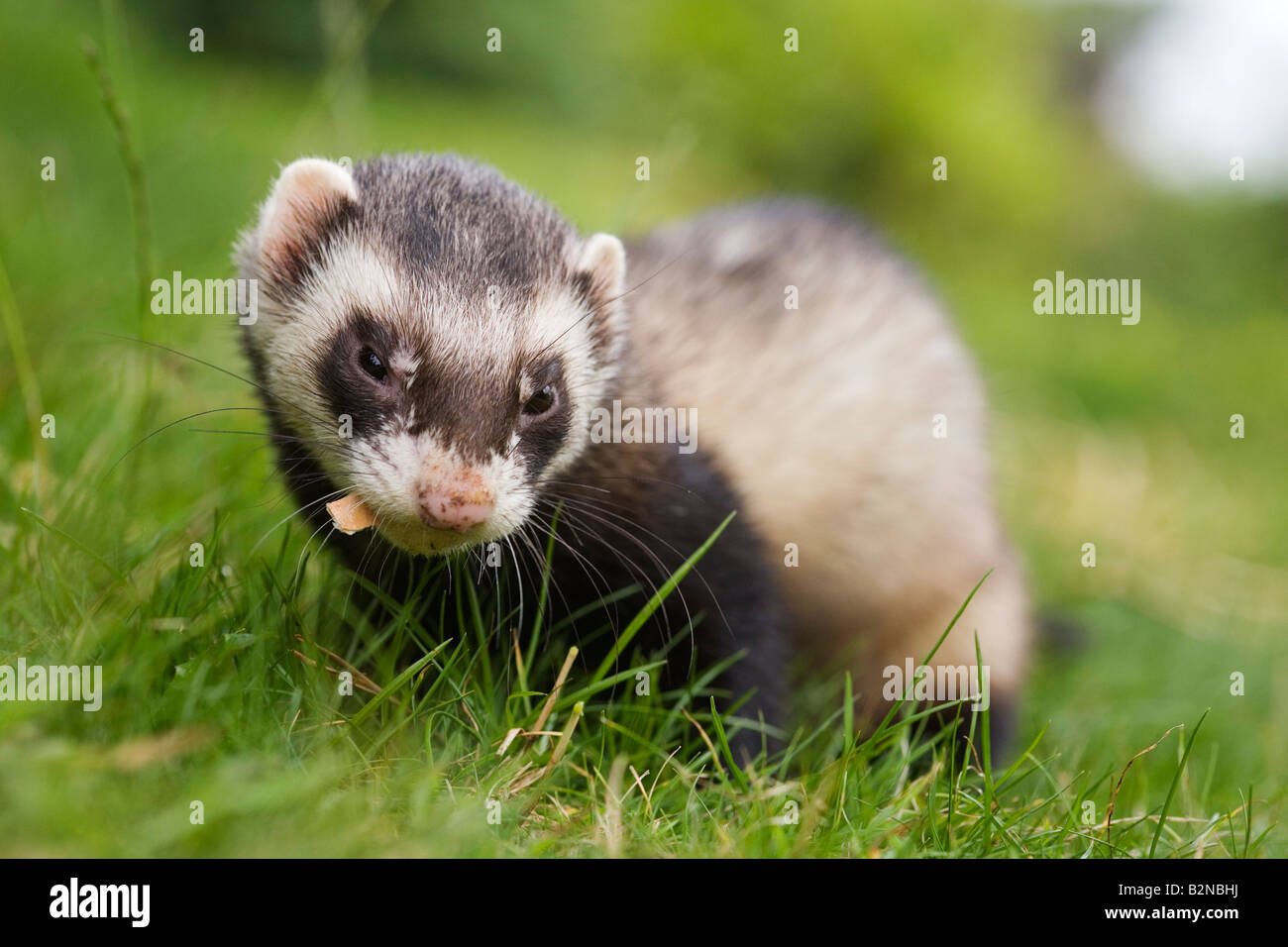 Ferret hi-res stock photography and images - Alamy