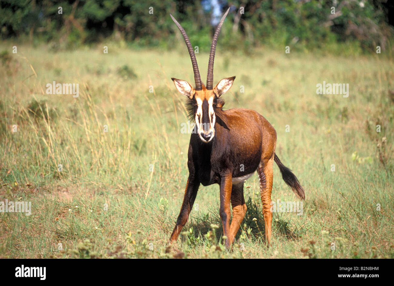 Adult female Sable antelope in the Shimba Hills Reserve, Mombasa, Kenya ...