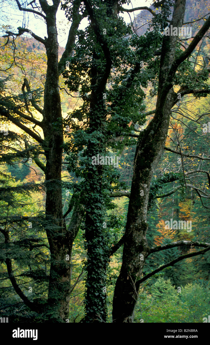 Ivy on maple tree hi-res stock photography and images - Alamy