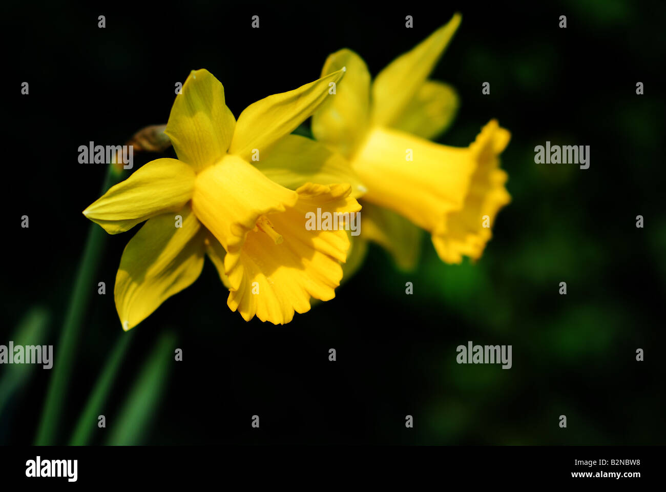 Two yellow daffodil flowers close up Stock Photo - Alamy